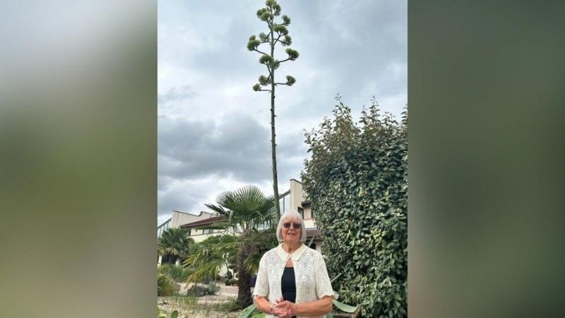 Owner amazed by agave plant in Telford after 50 years with family - BBC ...