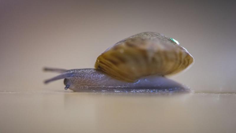 Bermuda land snail: An animal 'back from the dead' - BBC News