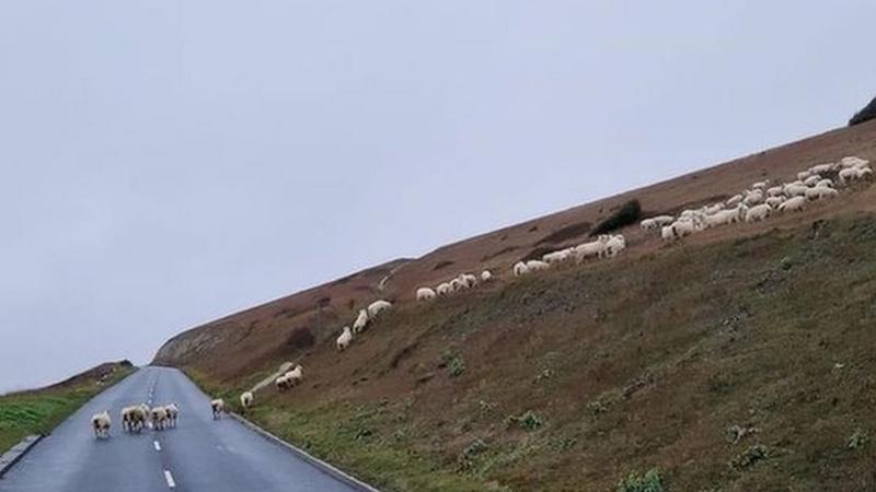 Farmer shares warning after hundreds of escaped sheep block bypass ...