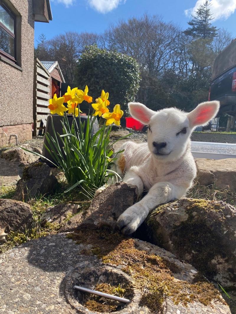 Your pictures of Scotland: 25 March - 1 April - BBC News