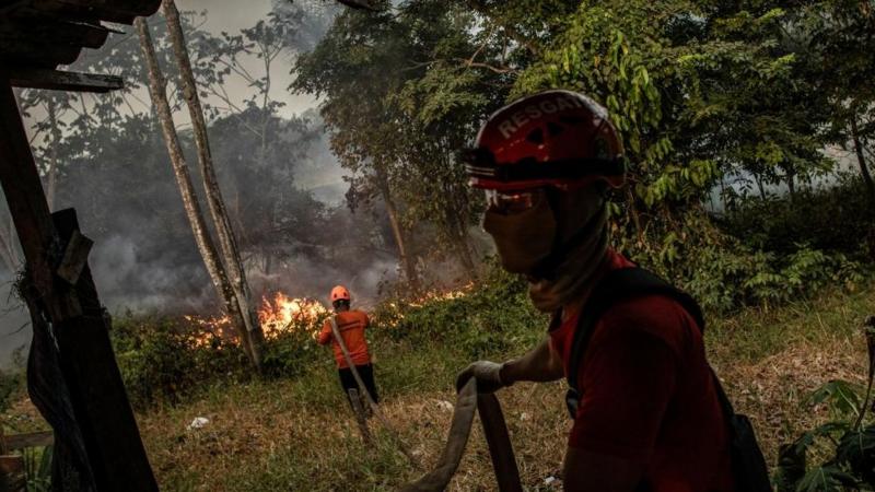 Amazon rainforest: Deforestation rate continues to fall - BBC News