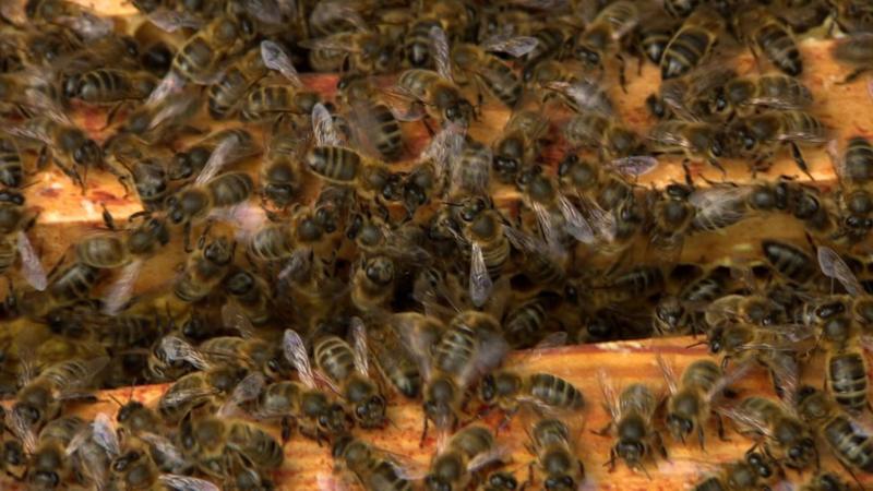 NI's honey bees: Population at risk due to no bee inspectorate - BBC News