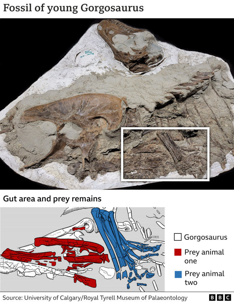 Tyrannosaur’s last meal was two baby dinosaurs - BBC News