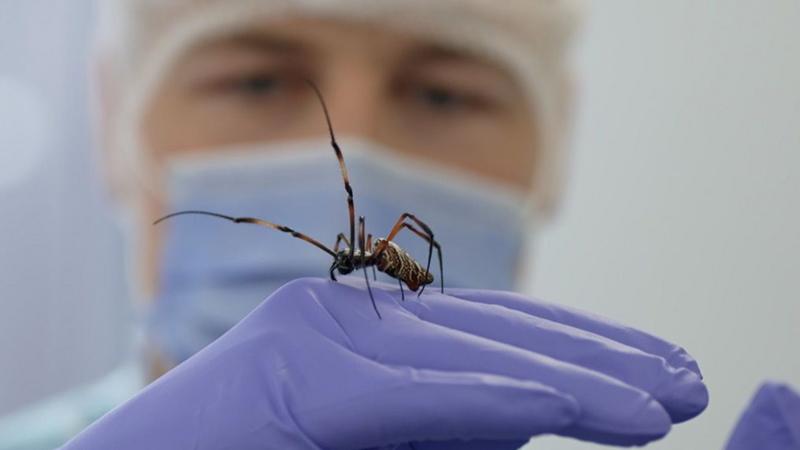 Spider bite hospital admissions on the rise in England - BBC News