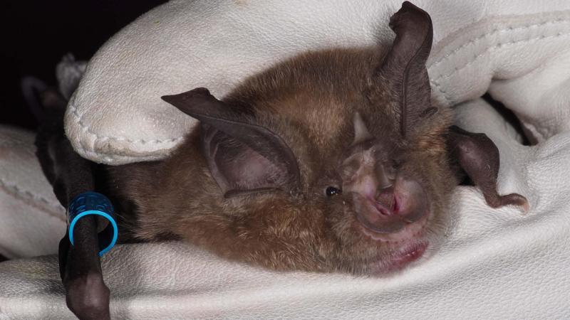 Fort Henry becomes home to rare bat species - BBC News