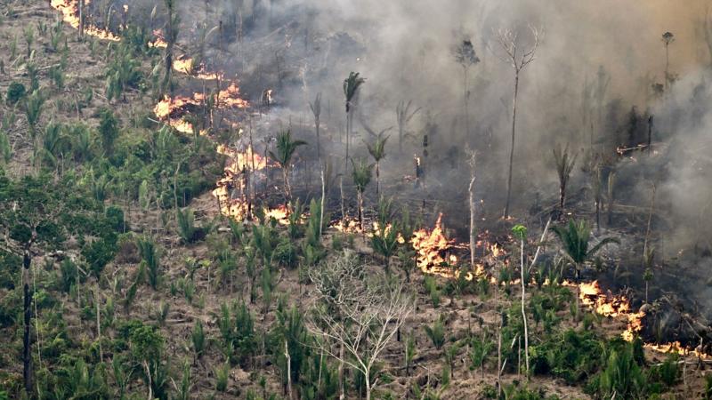 Deforestation - BBC News