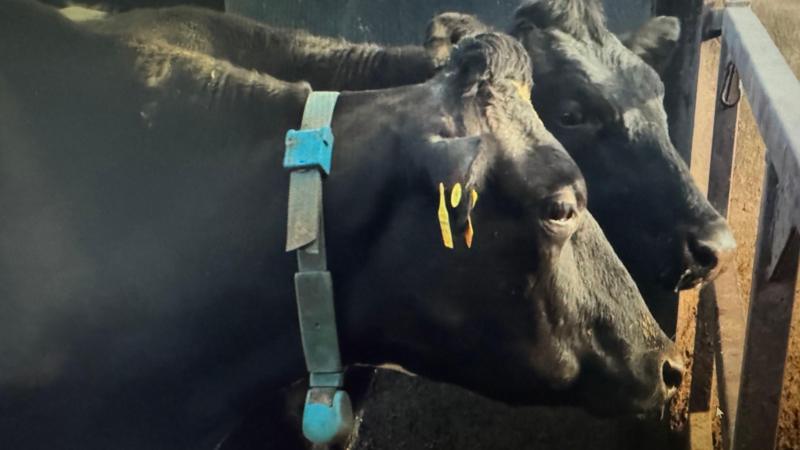 Electronic cow collars helping farms reduce impact on environment - BBC ...