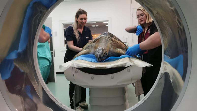 Weymouth Sea Life: Green sea turtles have crucial CT scans - BBC News