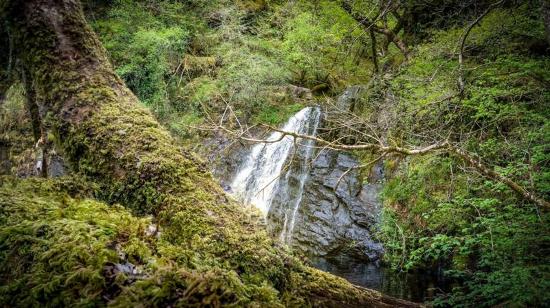 Celtic rainforest in Wales facing extinction crisis, ecologists warns ...