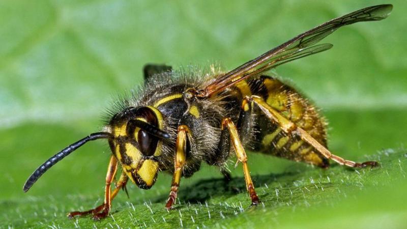 Wasps are back this summer in the UK – a lot of them - BBC News