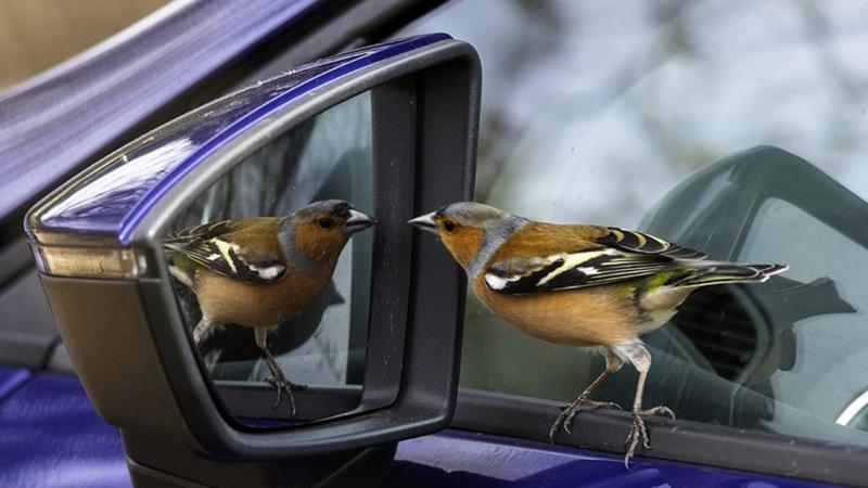 Your pictures of Scotland 19 - 26 March - BBC News