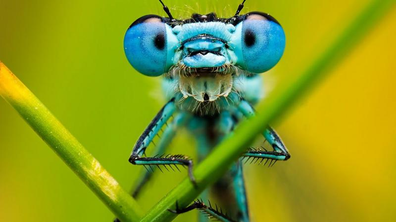 Incredible photos of 'wee beasties' in Glasgow park - BBC News