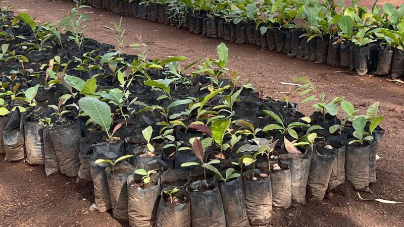 Uganda's shea nut trees under threat as charcoal favoured instead of ...