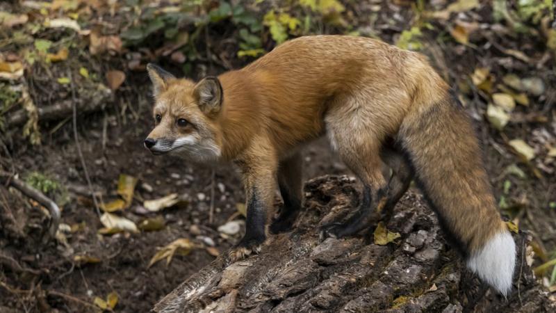 Urban foxes are evolving to live in towns and cities - BBC Newsround