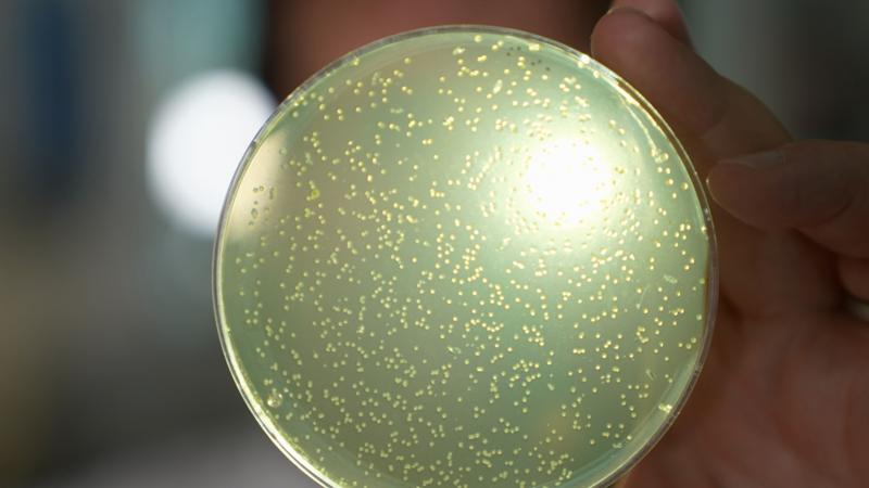 Synthetic Human Genome Project gets go ahead - BBC News