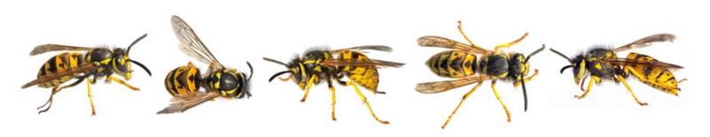 Wasps are back this summer in the UK – a lot of them - BBC News