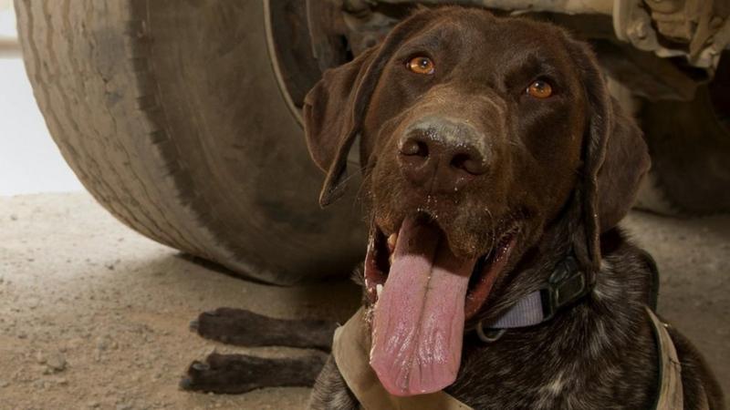 Dickin Medal: PDSA hands animals 80th anniversary bravery awards - BBC News