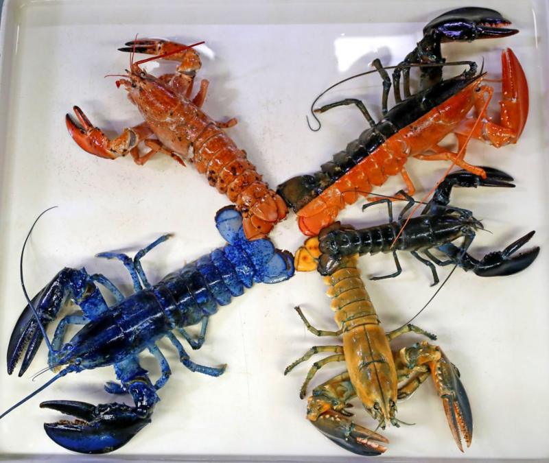 Blue lobsters: What is the rare type of crustacean? - BBC Newsround