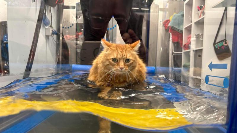 Wellesbourne fat cat Moses 'feline fine' by swimming to lose weight ...