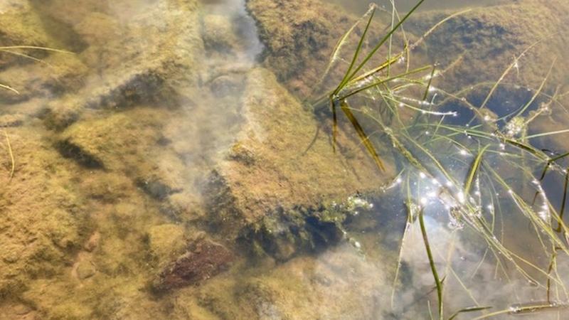 Water pollution: 'We’ve lost it, the River Wye looks so ill' - BBC News