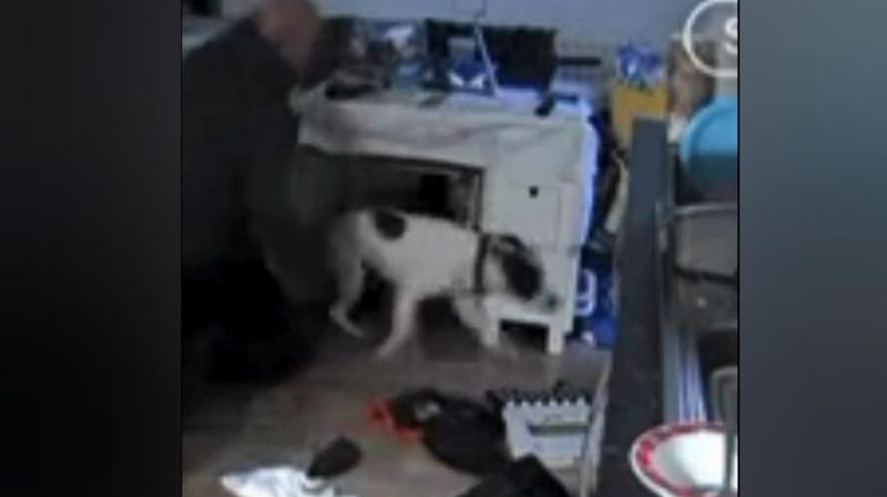 Ban for Birmingham dog owner caught on camera hitting pet - BBC News