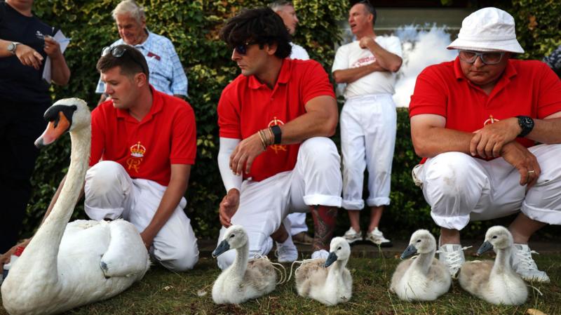 Swan upping: Royal swan count on Thames sees numbers recover - BBC News