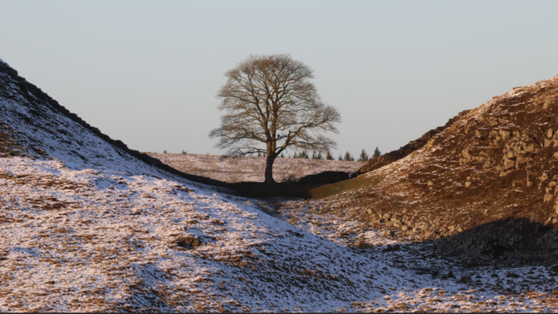 The park ranger who alerted world to Sycamore Gap tree's fate - BBC News