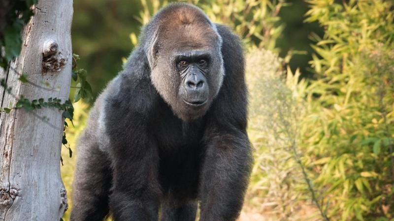 Princess Royal opens Jersey Zoo's new gorilla enclosure - BBC News