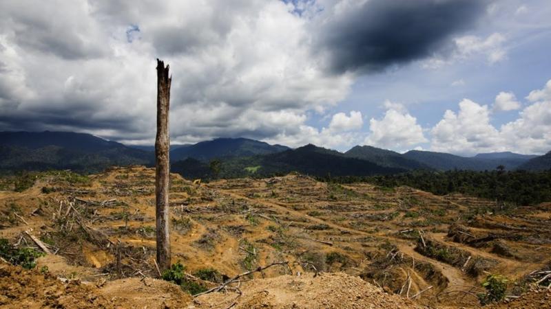 Palm oil: One woman's fight to save 'the last place on Earth' - BBC News