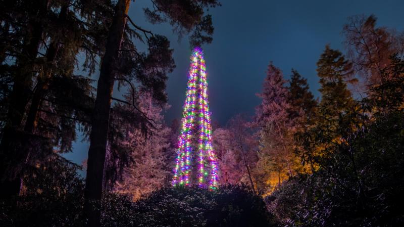 Cragside's 147ft tree sets Christmas world record - BBC News
