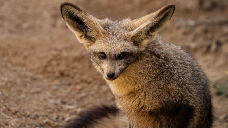 Chester Zoo sees return of rare bat-eared foxes after 30 years - BBC News