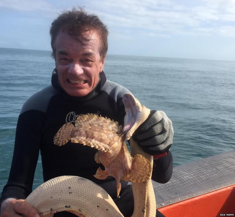 Fish and snake caught mid-battle by Australian fisherman - BBC News