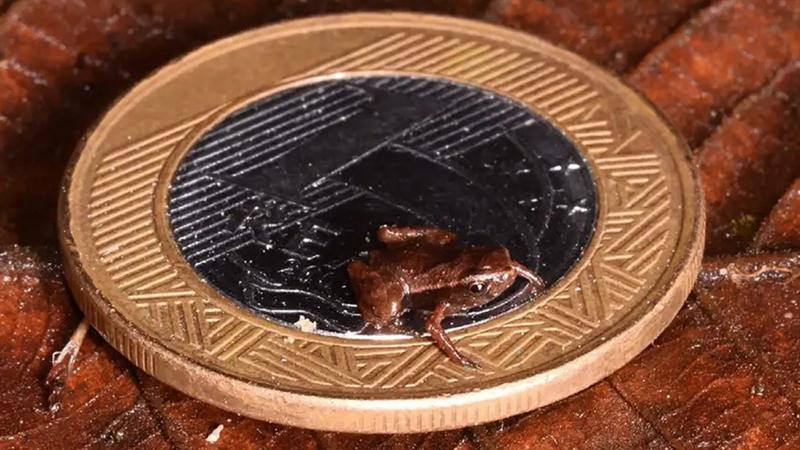 Brazilian Flea Toad: Could this tiny frog be the world's smallest ...