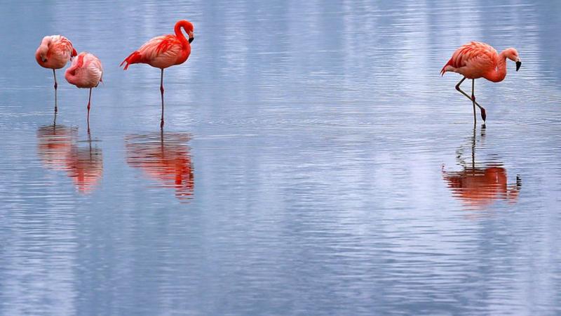 Why are flamingos pink? - BBC Newsround