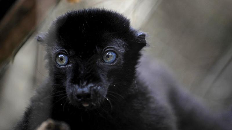 Lemur extinction: Vast majority of species under threat - BBC News