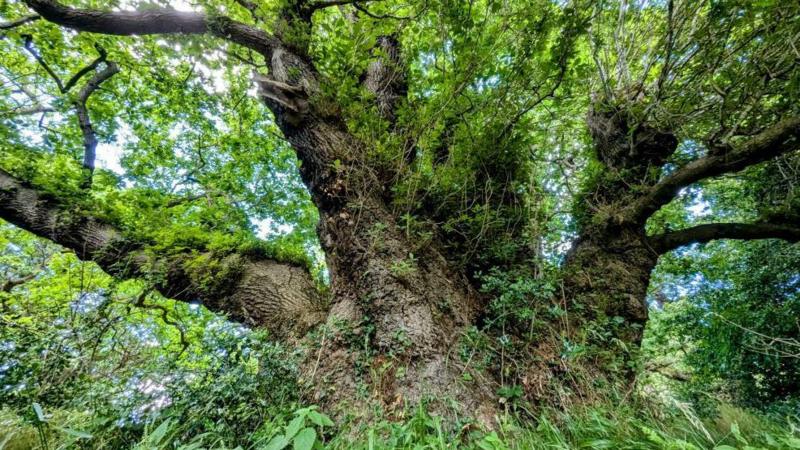 Lochaber's Skipinnish Oak wins UK Tree of the Year - BBC News