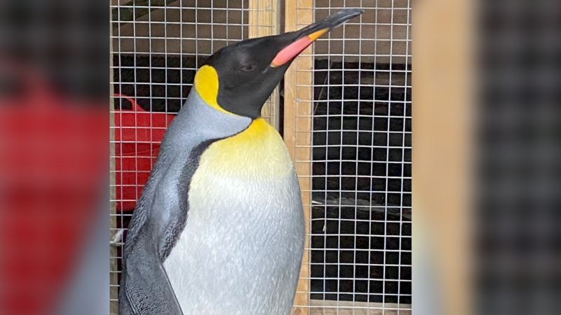 Two female king penguins join Bourton-on-the Water wildlife park - BBC News
