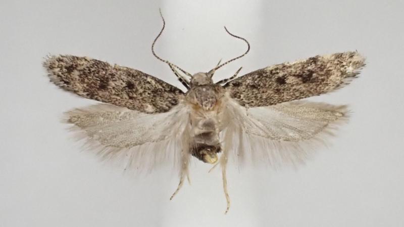 Rare miro-moth pair recorded in Hampshire for first time - BBC News