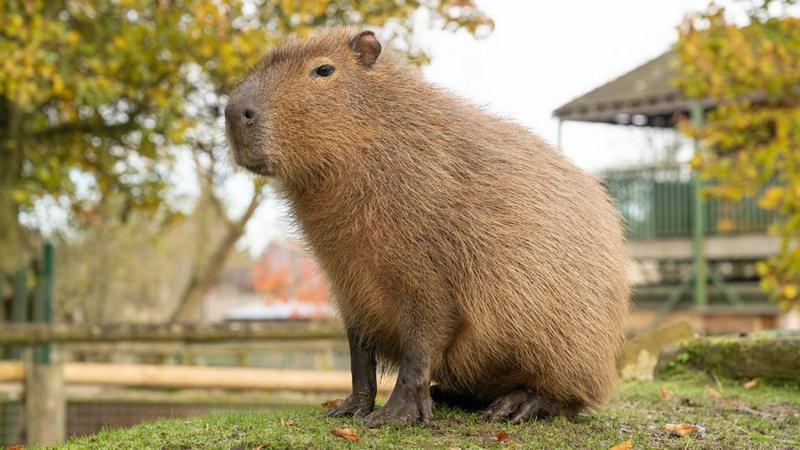 Two of the biggest rodent on Earth go on holiday to London Zoo - BBC ...