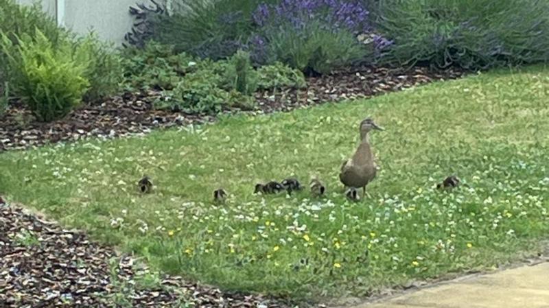 Visiting ducks prove popular at Nottingham hospital - BBC News