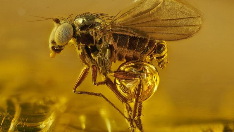 Stunning photos of the ancient insects caught in amber - BBC Newsround