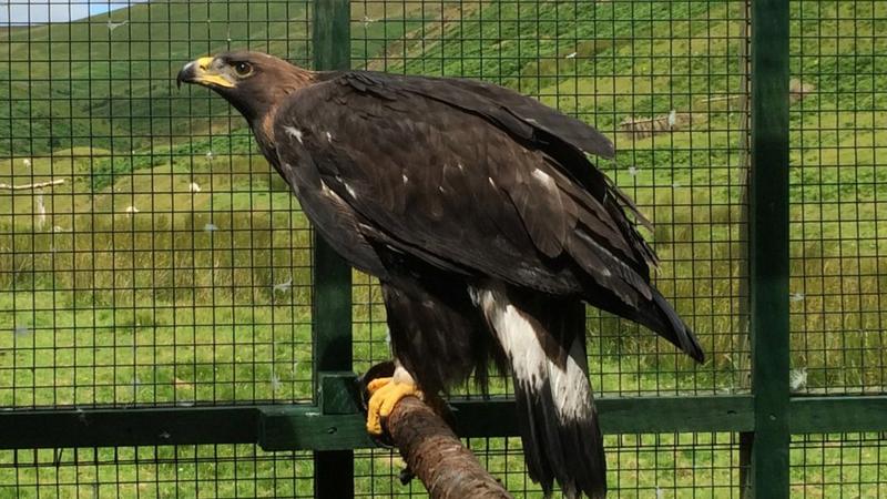 The highs and lows of the South of Scotland Golden Eagle Project - BBC News