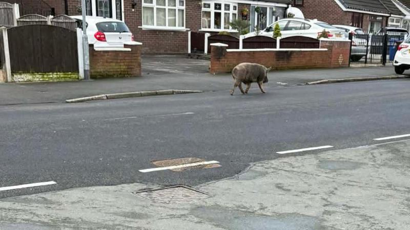 Pot-Bellied Pig trotting past Poolstock Tesco halts traffic - BBC News