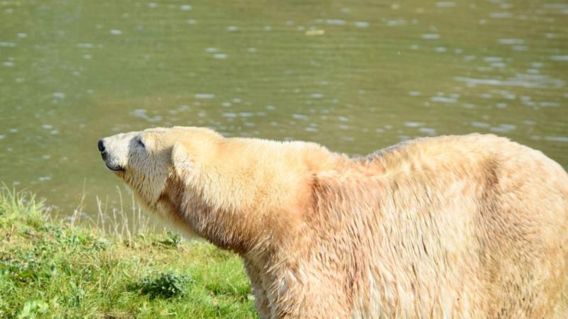 Polar bear taken in at Jimmy Doherty's zoo in Suffolk - BBC News