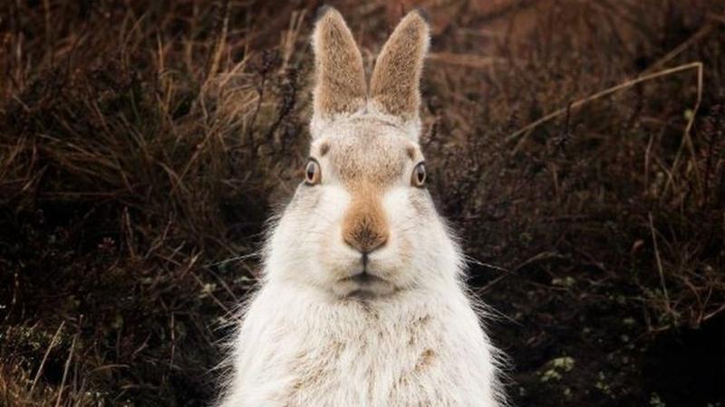 Peak District's last surviving mountain hares 'at risk' - BBC News