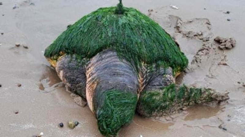 Turtles - BBC News