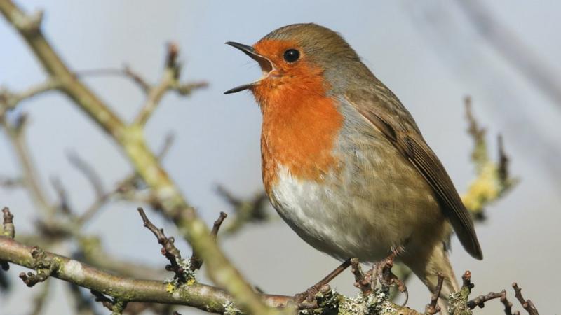 National Robin Day: Top facts about robins - BBC Newsround