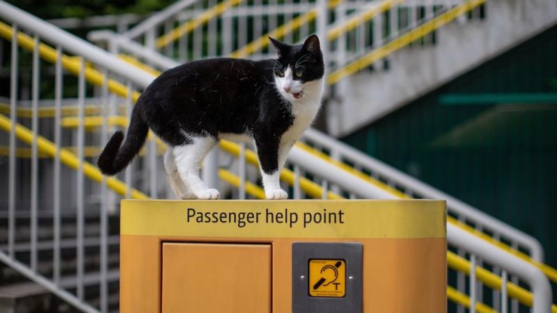 Beloved Nottinghamshire tram cat returns home for the final time - BBC News