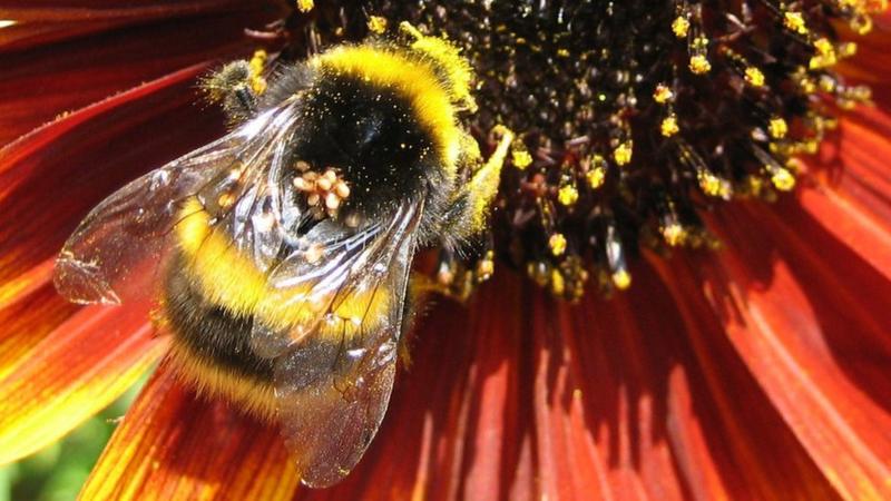Why are there so many big bees around right now? - BBC Newsround