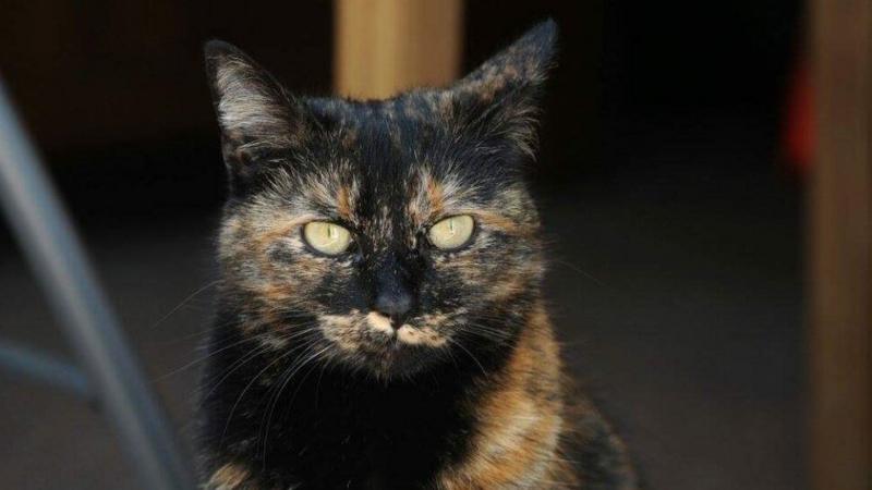 Cat of The Year Awards: Inspiring tails of the UK's finest felines ...